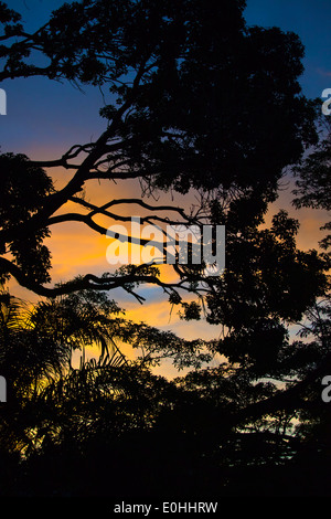 A beautiful sunset seen through rainforest trees in the KINABATANGAN ...