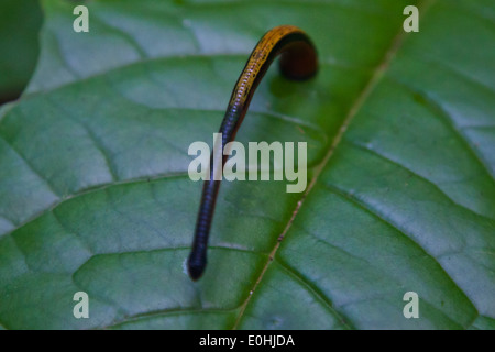 There Are Many Leeches In The Rainforest In The Kinabatangan River ...
