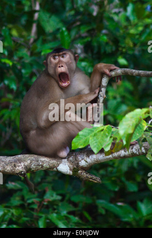 Male Short-tailed macaque in lush tropical forest, Sukau, Sabah, Borneo ...