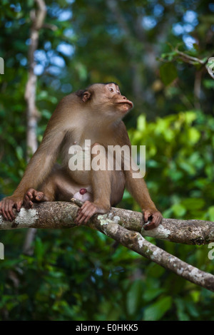 A male SHORT TAILED or STUMP TAILED MACAQUE in the KINABATANGAN RIVER ...