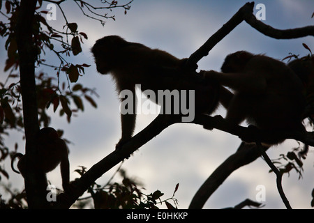 A Troupe Of Short Tailed Or Stump Tailed Macaques, Macaca Arctoices, In ...