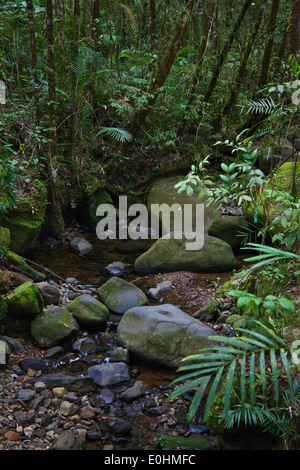 Forest Stream in Mount Kinabalu national park on the island of Borneo ...