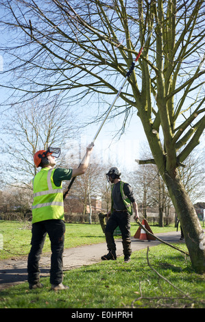 Forestry workers trimming lopping trees in Warwickshire england Stock ...