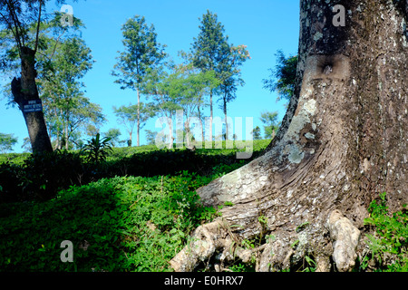 view over the fields at the wonosari tea plantation near malang east ...