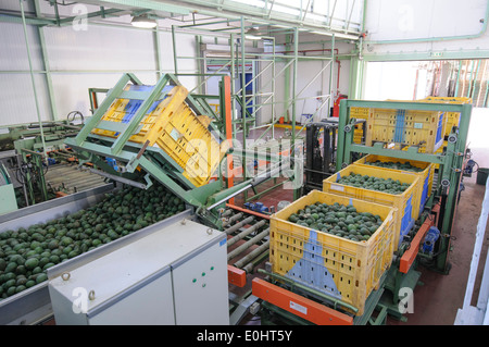 Computerized Avocado sorting and packing plant. Photographed in Israel ...