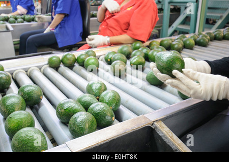 Computerized Avocado sorting and packing plant Stock Photo: 69233639 ...