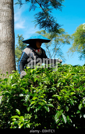 field worker busy picking tea at the wonosari tea plantation near ...