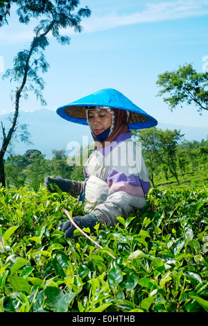 field worker busy picking tea at the wonosari tea plantation near ...
