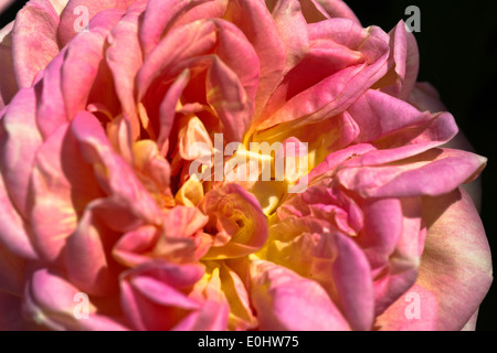 Rosafarbene Rose, DIE GARTEN TULLN 2009 - blooming roses Stock Photo ...