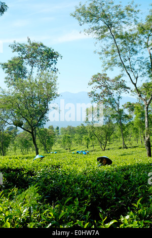 field workers busy picking tea at the wonosari tea plantation near ...