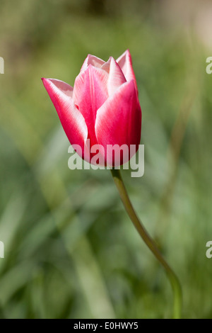 Beautiful red wild tulip Stock Photo - Alamy