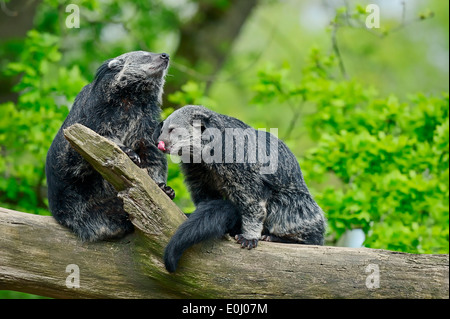 Binturong (Arctictis binturong), Asian bearcat, Palawan bearcat Stock ...