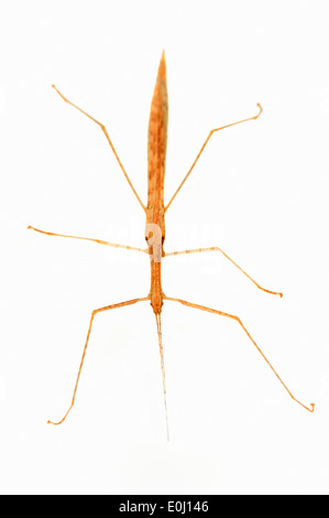 Pink-winged stick insect (Sipyloidea sipylus), occurrence in Southeast ...