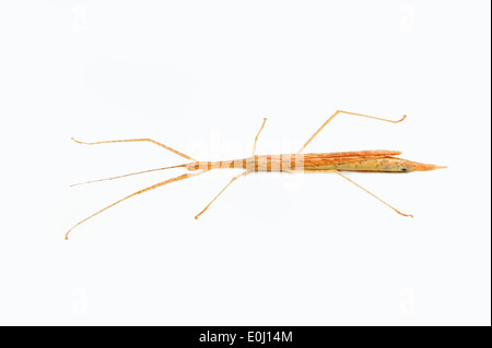 Pink-winged stick insect (Sipyloidea sipylus), occurrence in Southeast ...