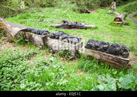 Parrot's Drumble Nature Reserve Talke Pits Stoke on Trent Staffordshire ...