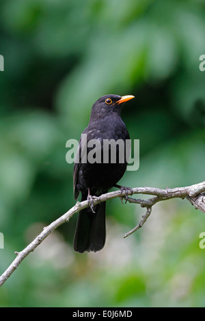 a male blackbird in the garden Stock Photo - Alamy