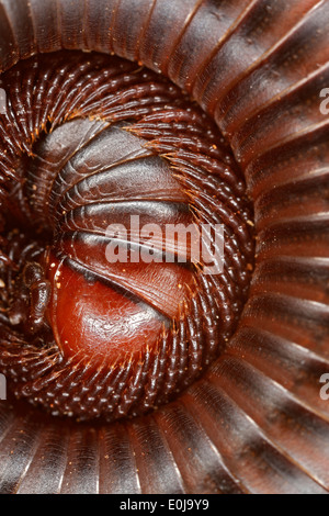 Coil of Millipedes Stock Photo - Alamy