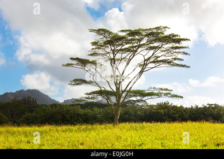 Monkey pod tree. Hawaii Tropical Botanical Gardens. Hawaii, The Big ...
