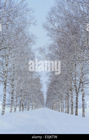 Treelined White Birch Stock Photo - Alamy