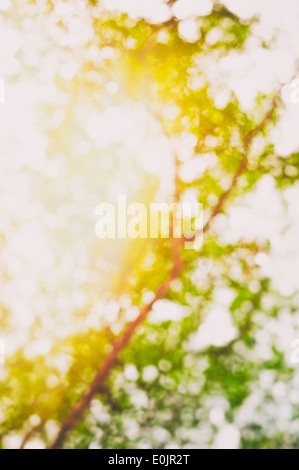 Beneath a tree in the summer sun Stock Photo - Alamy