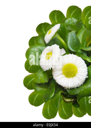 Daisy flowers isolated on white background Stock Photo - Alamy