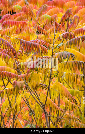 fall color trees acadia np maine Stock Photo - Alamy