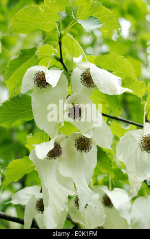 The Handkerchief Tree, Davidia involucrata, is a rare but highly sought ...