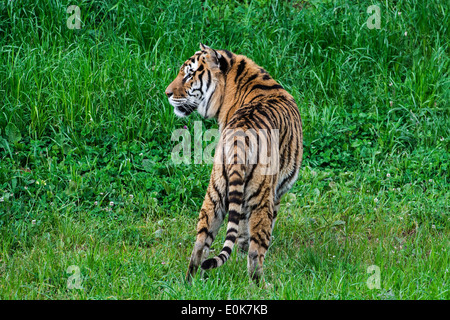 Bengal tiger (Panthera tigris tigris), rear view Stock Photo - Alamy