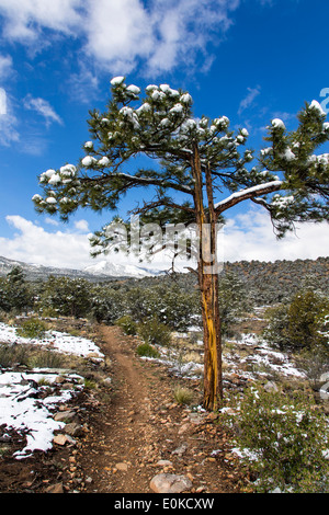Ponderosa Pine Forest (Pinus ponderosa), Rocky Mountain NP, Colorado ...