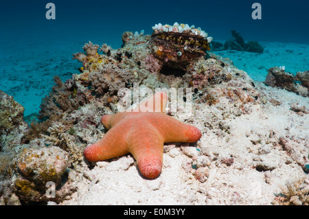 Starfish at the Maldives Stock Photo - Alamy