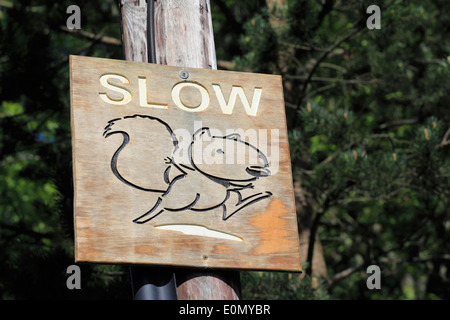 RED SQUIRREL ROADSIDE WARNING SIGN HIGHLANDS SCOTLAND Stock Photo - Alamy
