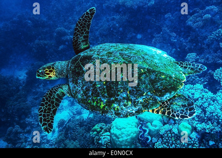 Extreme closeup of exotic tropical fish face with big lips and yellow ...
