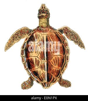 The green turtle is a large sea turtle known for its smooth, wide ...