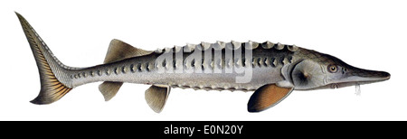 Acipenser sturio, known as the Atlantic sturgeon, is a species of ...