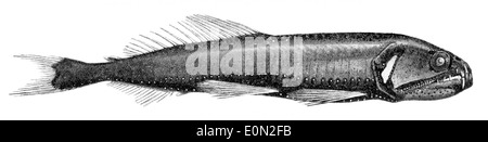 Lanternfish are small bioluminescent fish found in deep-sea ...