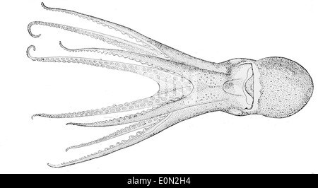Benthoctopus piscatorum, a deep-sea octopus species, is known for its ...