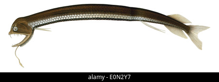 Stomias boa is a species of deep-sea fish in the family Stomiidae ...