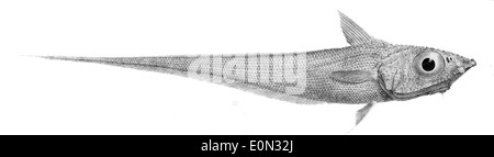 Macrourus holotrachys is a species of deep-sea fish, known for its ...