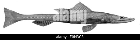 Deep-sea Lizardfish or Bathysaurus Stock Photo - Alamy