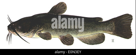 The catfish species Ameiurus nebulosus, commonly known as the brown ...