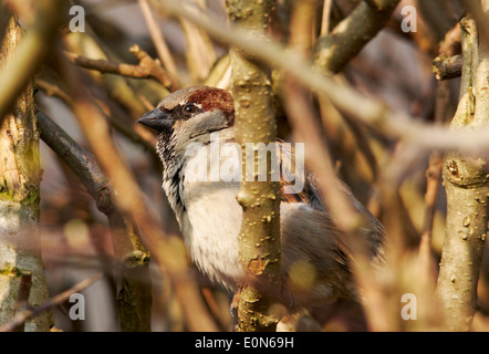 A house sparrow, known as a Spuggy in North East England Stock Photo ...