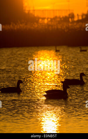 Saltholme RSPB reserve near Middlesbrough,north east England. UK Stock ...