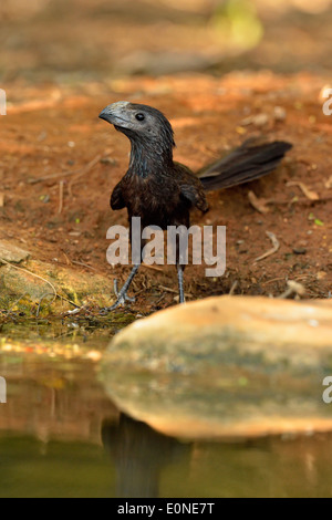 Groove-billed Ani - Crotophaga sulcirostris tropical bird in the cuckoo ...