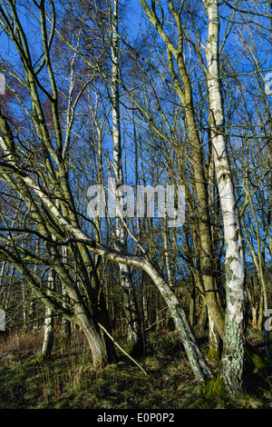 Silver birch trees, Leaderfoot, Scottish Borders Stock Photo - Alamy
