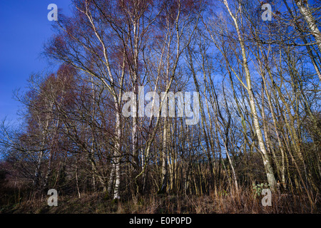 Silver birch trees, Leaderfoot, Scottish Borders Stock Photo - Alamy