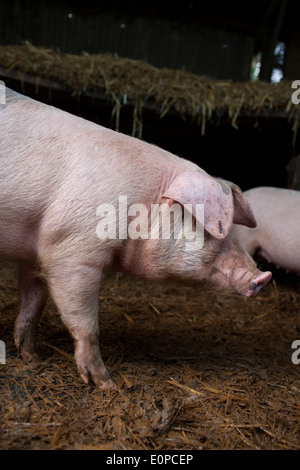 Pigs at the Proper Pork Farm in Devon Stock Photo - Alamy