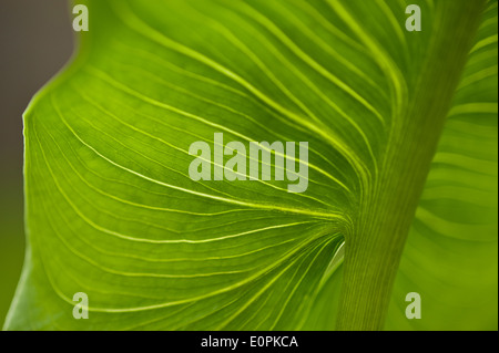 Calla Lily stem close up abstract patterns Stock Photo - Alamy