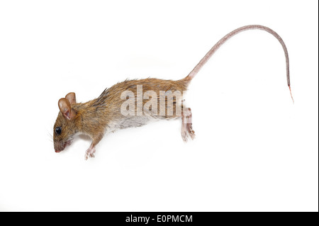 dead rat on white background Stock Photo - Alamy