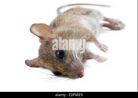 dead rat on white background Stock Photo - Alamy