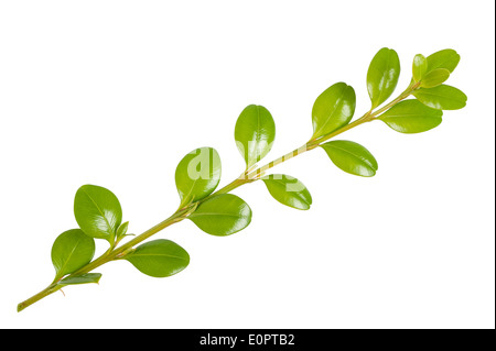 A branch of common box Buxus sempervirens with small, oval, green ...
